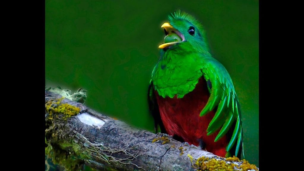 Origen de la moneda El Quetzal - Guiatemala .net - Noticias de ...